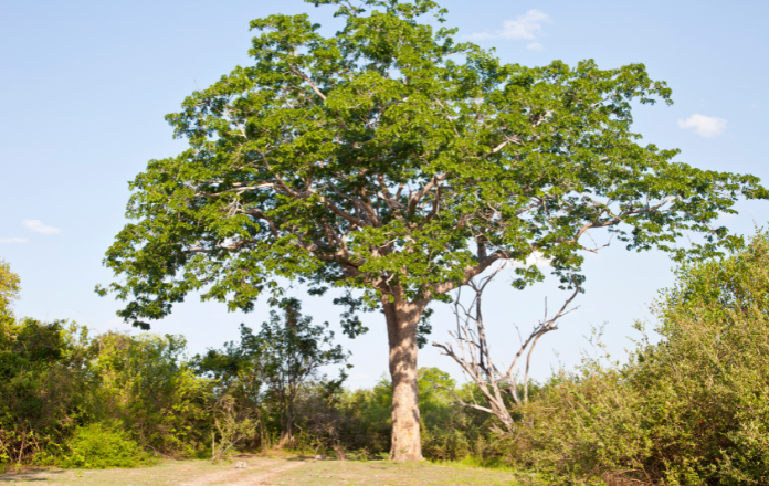 Mahogany Wood: Characteristics & Benefits of African Mahogany — Timber ...