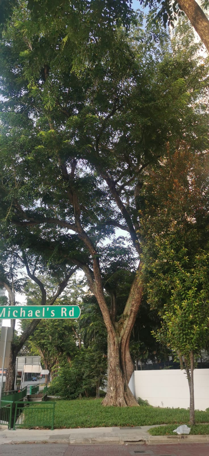 Angsana Tree in Singapore — Timber Actually